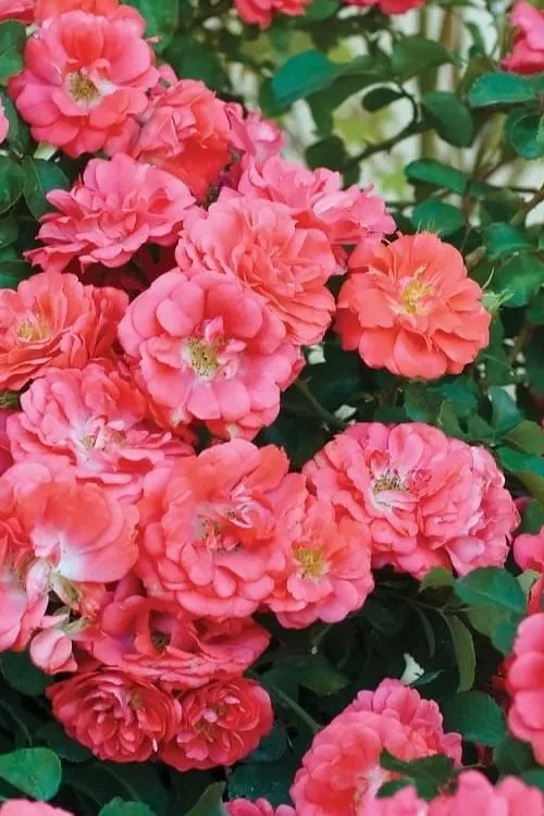 Our Coral Drift Groundcover Rose - 1 Gallon Pot is Limited in Stock ...